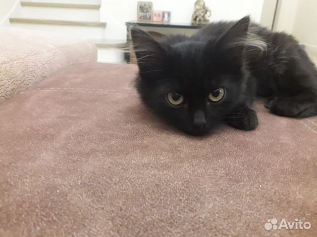 Котик