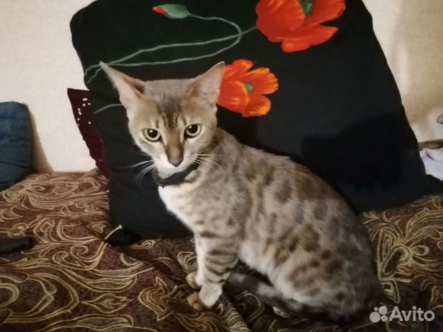 Бенгальская