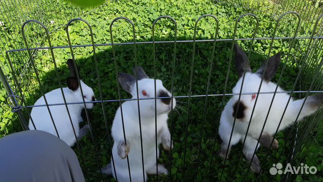 Отдам бесплатно Кроликов