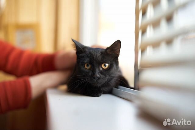 Хлоя и Дафнис в добрые руки