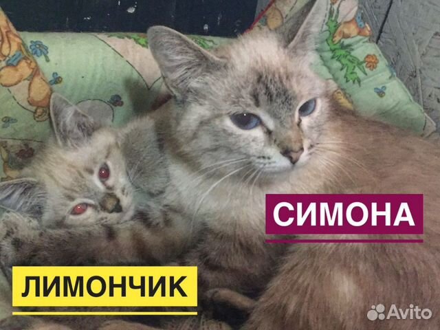 Мама и сыночек ищут хозяина