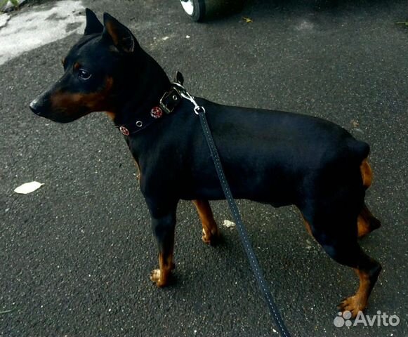 Цвергпинчер