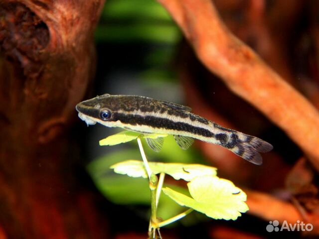 Отоцинклюсы