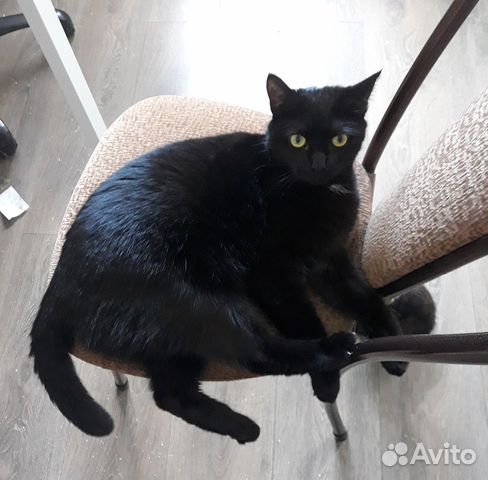 Крупная плюшевая пантерка в дар