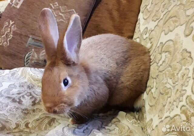 Новозеландская красная порода кроликов