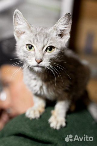 Котенок Мурзик в добрые руки