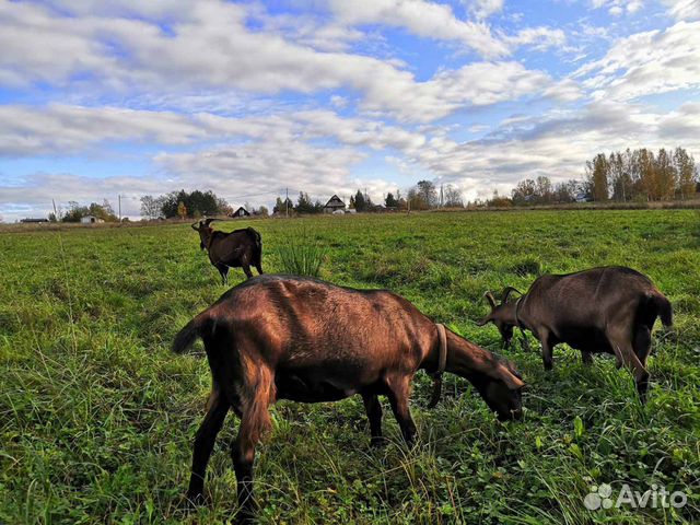 Коза немецкая