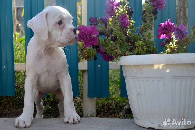 Белый боксерчик