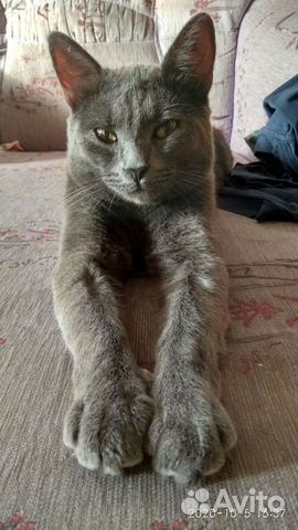 Кот Тимоша