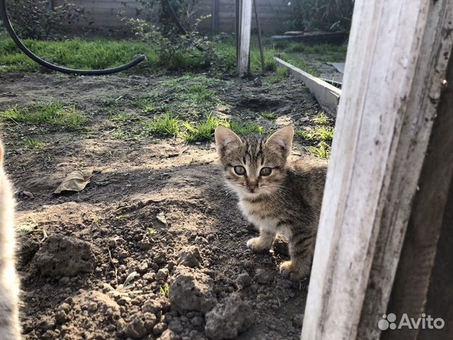 Котенок