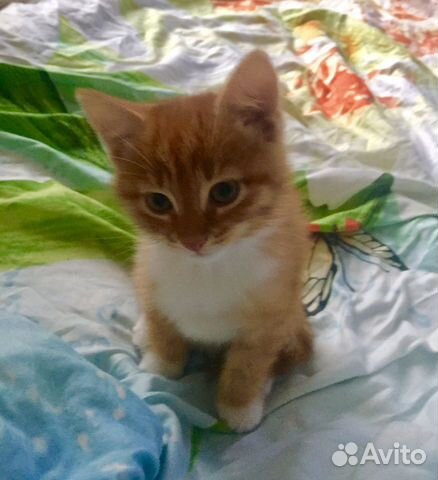 Кошка рыжая 1.5 мес