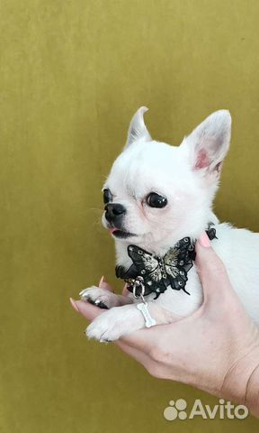 Чихуахуа микро для вязки
