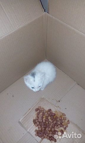 Отдам котят