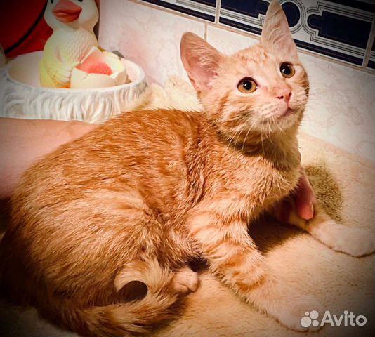 Котёнок Рыжик 3 мес