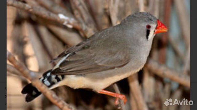 Самка зебровая амадина