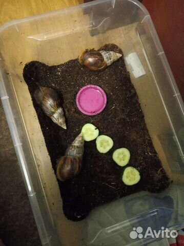 Отдам Мадагаскарских улиток