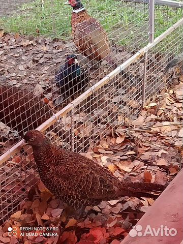 Охотничьи фазаны