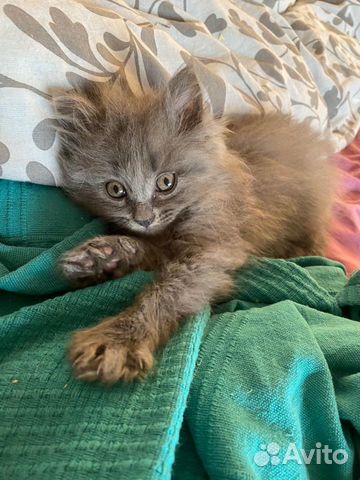 Котенок 1,5 мес