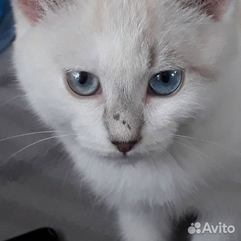 Кошечка