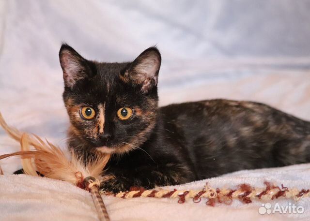 Котенок черепашка 5 месяцев