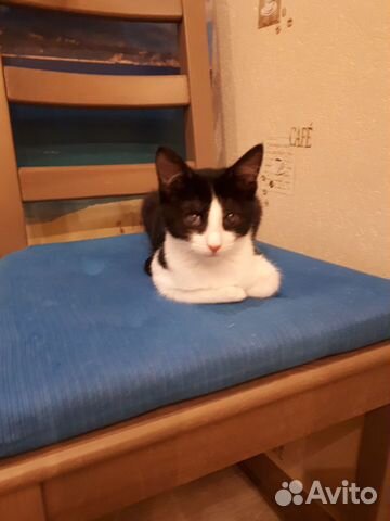 Котенок