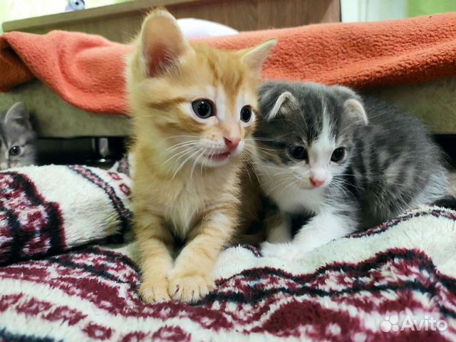 Котята