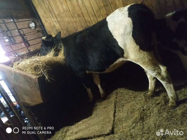 Телочка от удоиной кровы 1,8 месецов