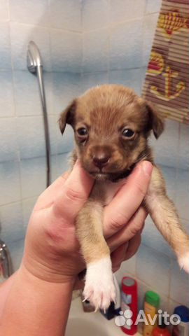 Отдам в хорошие руки