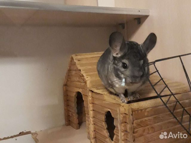 Шиншилла девочка 6 мес