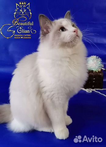Котенок рэгдолл
