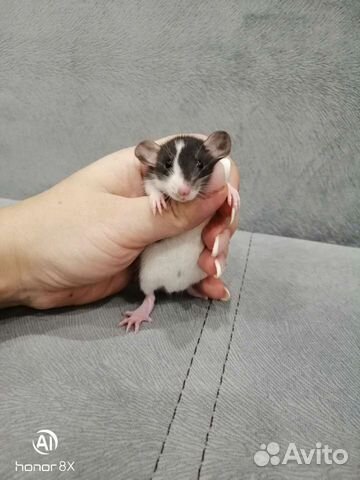 Крыска крысы крысята Дамбо