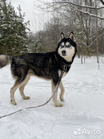 Кобель на вязку