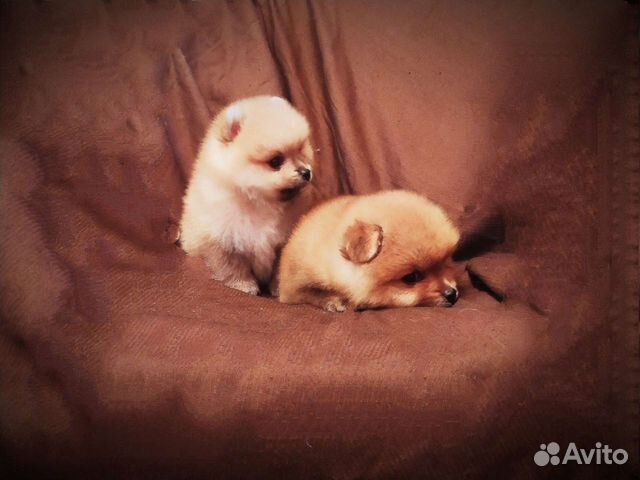 Шпицулята медвежата