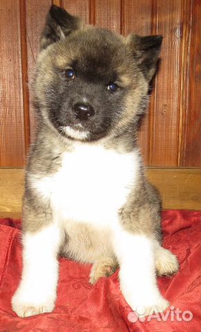 Щенки американской акиты