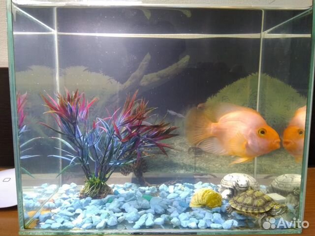 Аквариум с рыбами