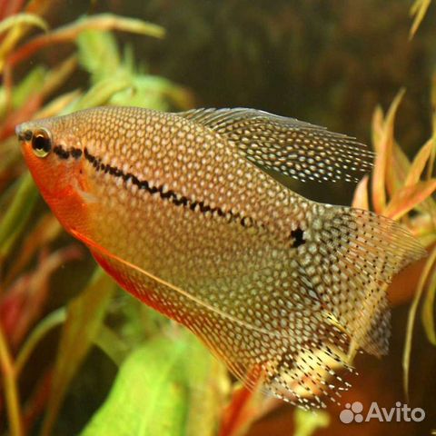 Гурами жемчужный и солнечный