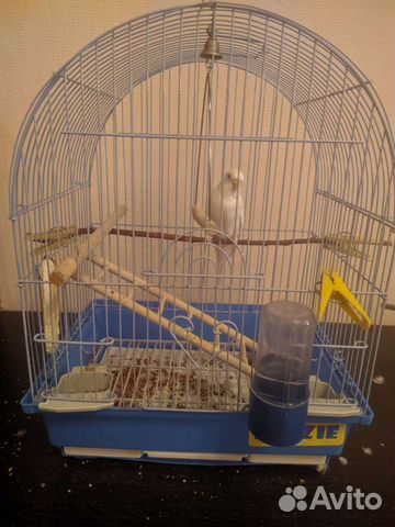 Попугай с клеткой и игрушками