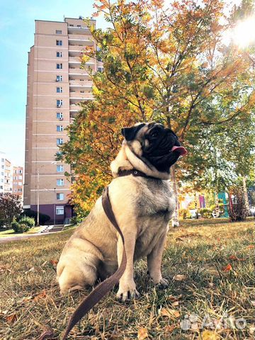 Мопс для вязки