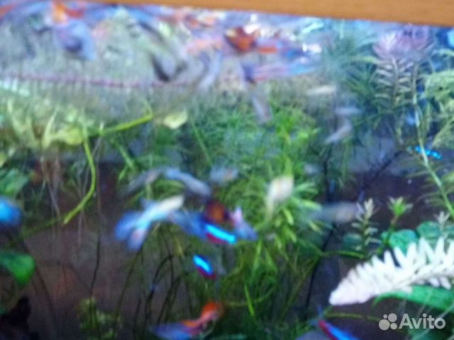 Рыбки Гуппи самки, самцы