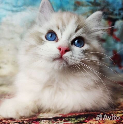 Котята рэгдолл из питомника