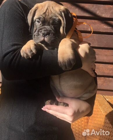 Бульмастифчики