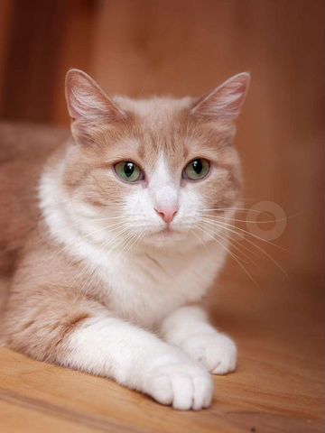 Рыжая киса Лиса, 3 года