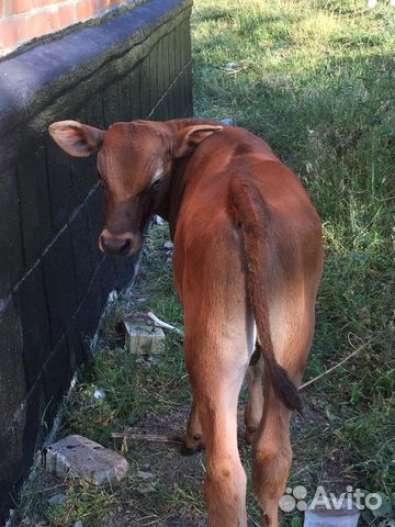 Бычок и теленок