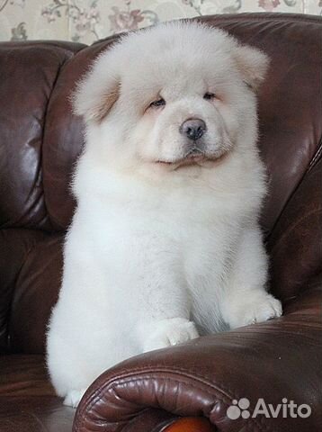 Девочка толстушка чаушка