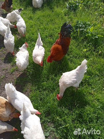 Куры молодки несушки