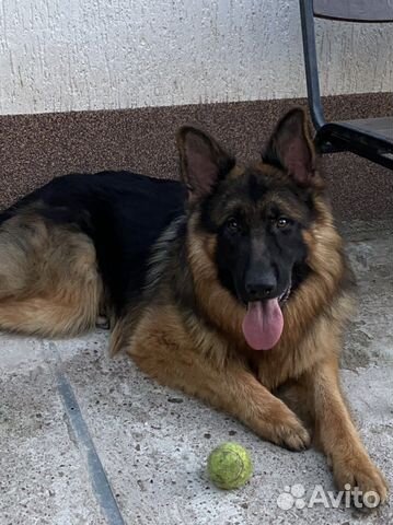 Чистокровный немец для вязки