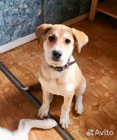 Метис лабрадора Леди 4 мес в добрые руки