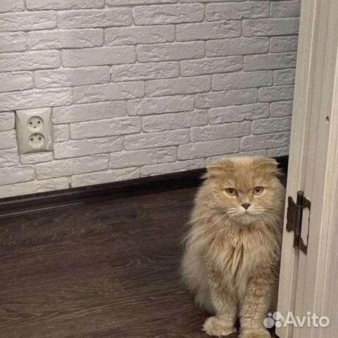 Персидская,отдам бесплатно