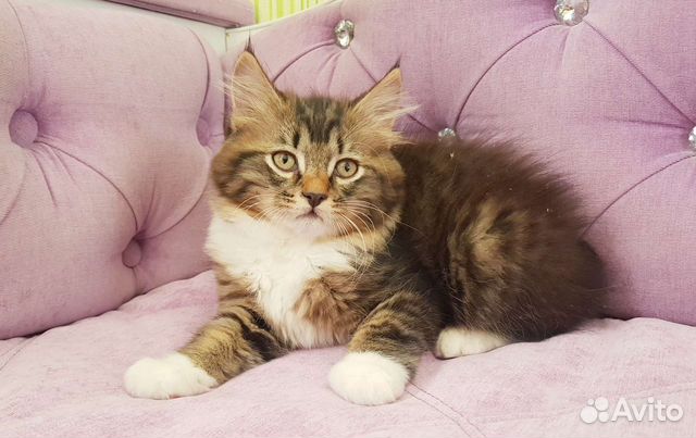 Котенок в хорошие руки