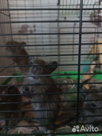 Чилийская белка дегу